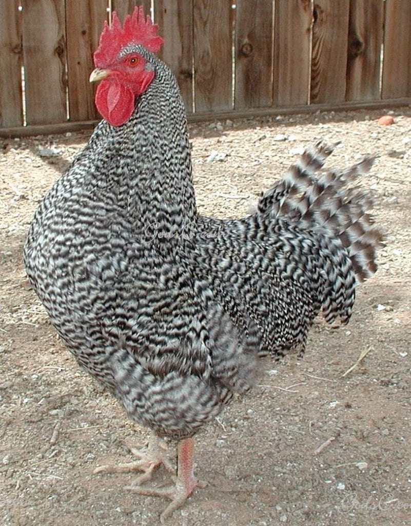Day-Old Black Cockerels Chicks - Afrimash.com - Nigeria