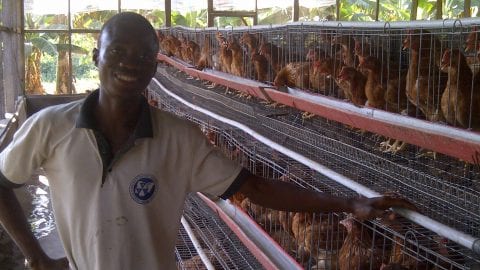 7 Key Benefits of Using Poultry Battery Cages in Modern Day Chicken ...