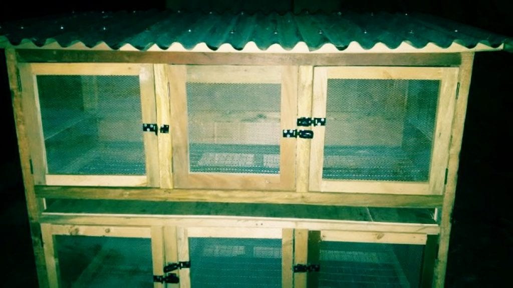 Commercial Rabbit Farming