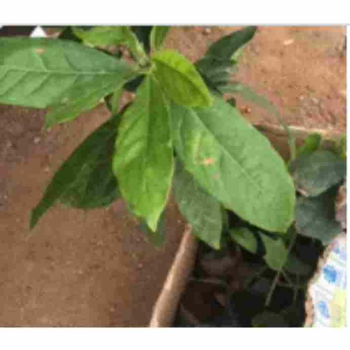 Local Pear| Native Pear (Ube) seedling - Afrimash.com - Nigeria