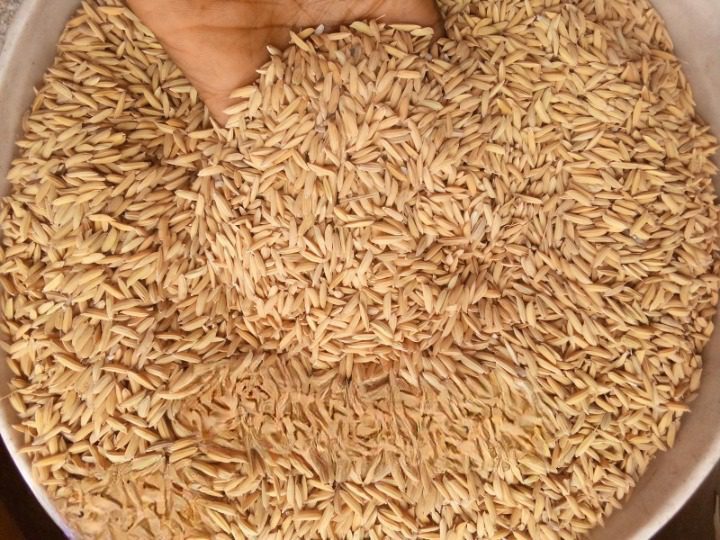 Faro 44 Rice Paddy (per kg) - Afrimash.com - Nigeria