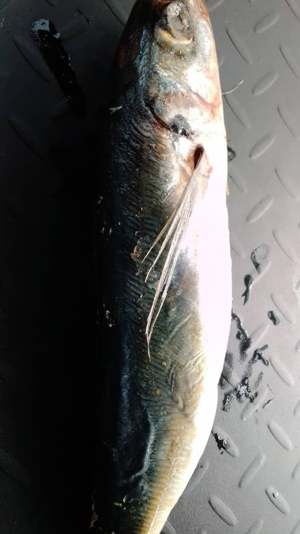 Kote Fish - Afrimash.com - Nigeria