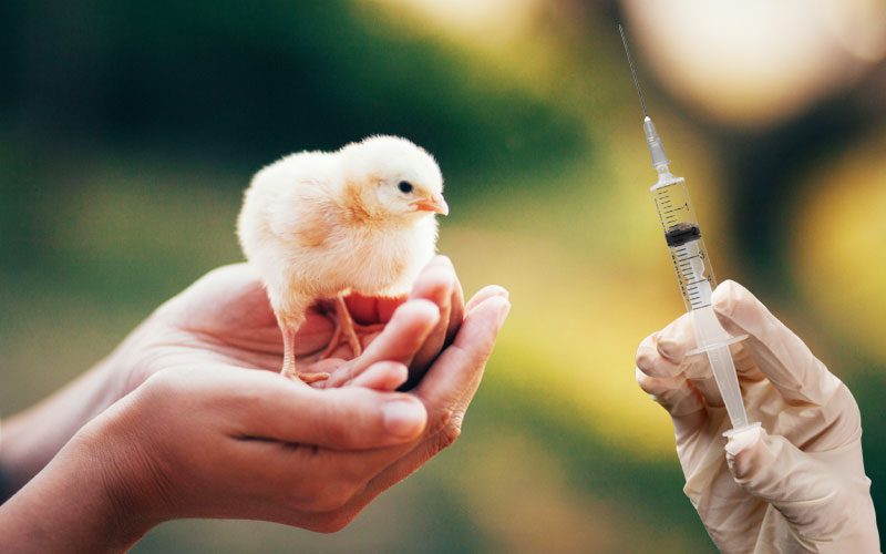 Poultry Vaccination: What You Need To Know | Afrimash.com - Nigeria